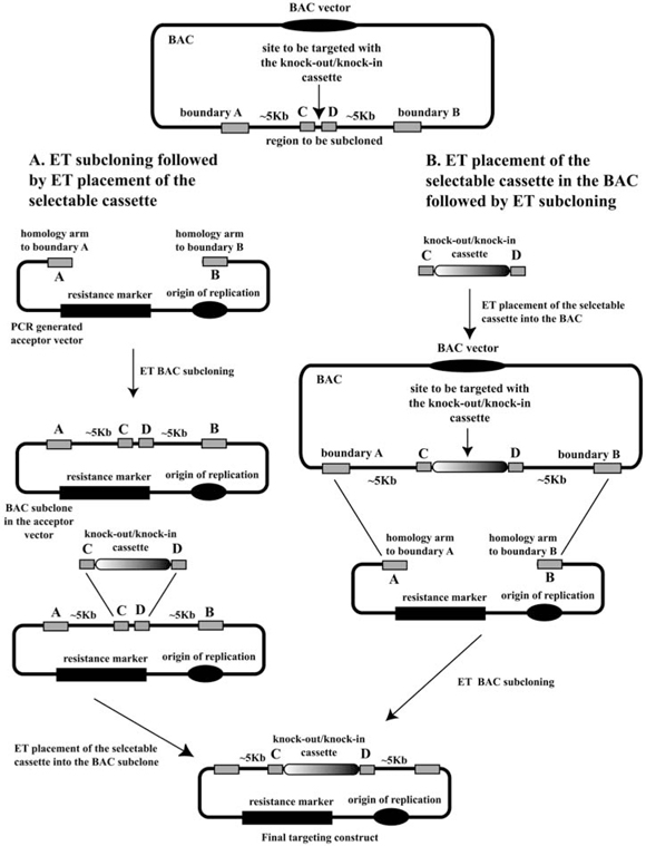 BAC Engineering for the Generation of ES Cell-Targeting Constructs and ...