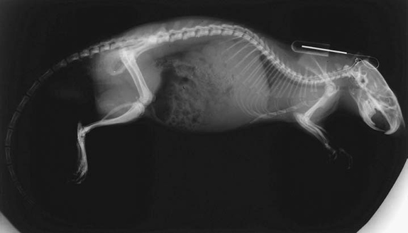 Intrathecal Catheterization and Drug Delivery in the Rat | SpringerLink