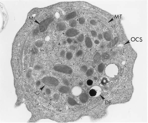 Electron Microscopy Methods for Studying Platelet Structure and ...