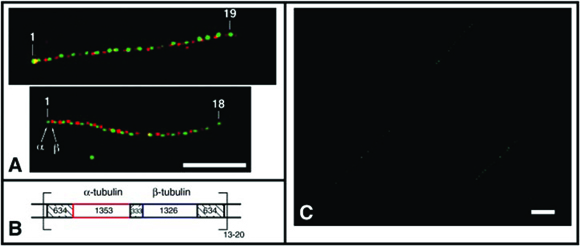 Fiber-FISH: Fluorescence In Situ Hybridization on Stretched DNA ...