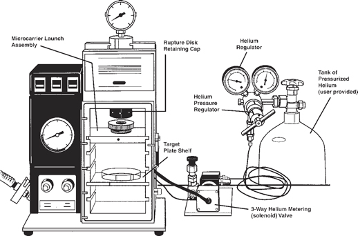 Stable Transformation of Plant Cells by Particle Bombardment/Biolistics ...