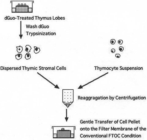 Development of T-Lymphocytes in Mouse Fetal Thymus Organ Culture ...