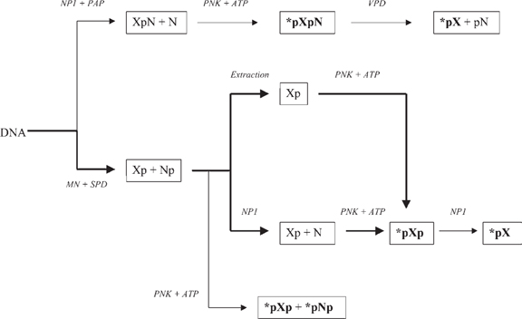 32P-Postlabeling Analysis of DNA Adducts | SpringerLink