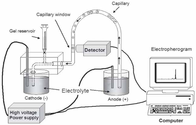 Introduction to Capillary Electrophoresis of DNA | SpringerLink