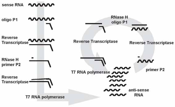 Nucleic Acid Sequence-Based Amplification | SpringerLink
