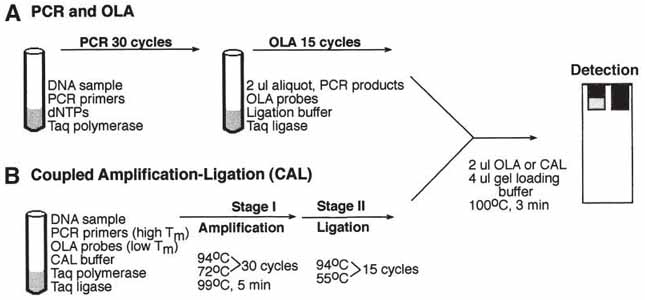 Oligonucleotide Ligation Assay | SpringerLink