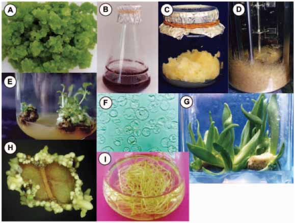 An Introduction to Plant Cell Culture | SpringerLink