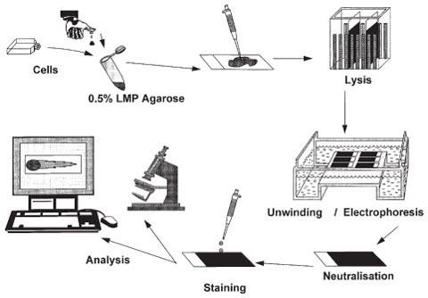 The Comet Assay | SpringerLink