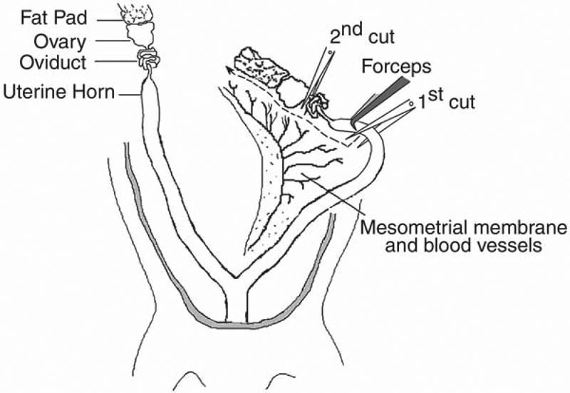 Methodologies to Study Implantation in Mice | SpringerLink