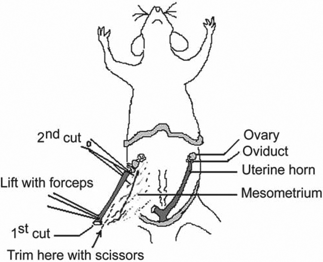 Methodologies to Study Implantation in Mice | SpringerLink