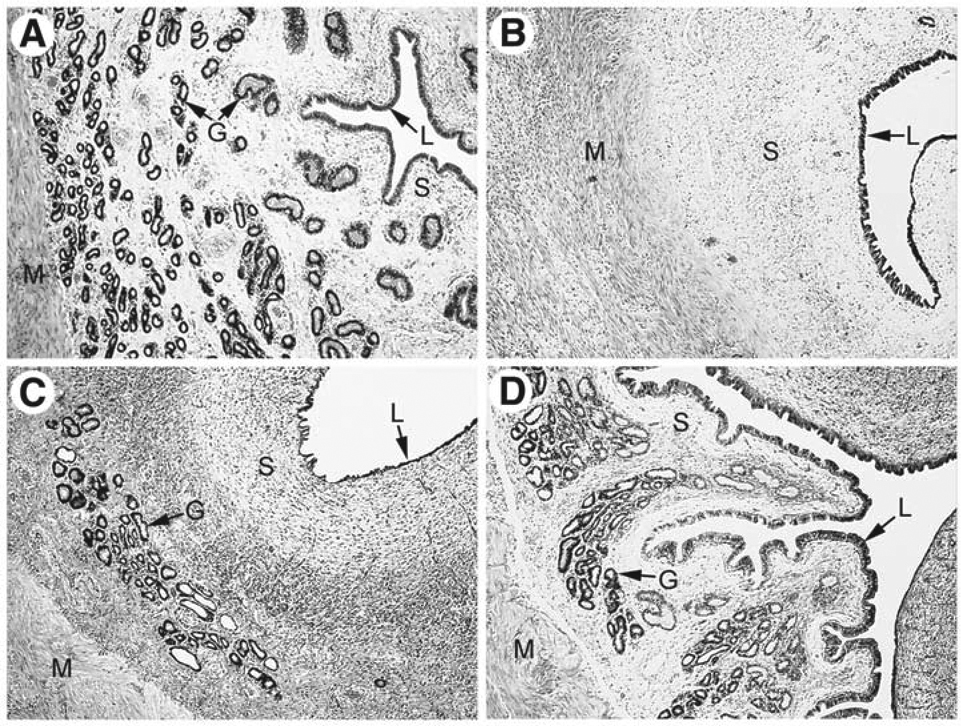 Sheep Uterine Gland Knockout (UGKO) Model | SpringerLink