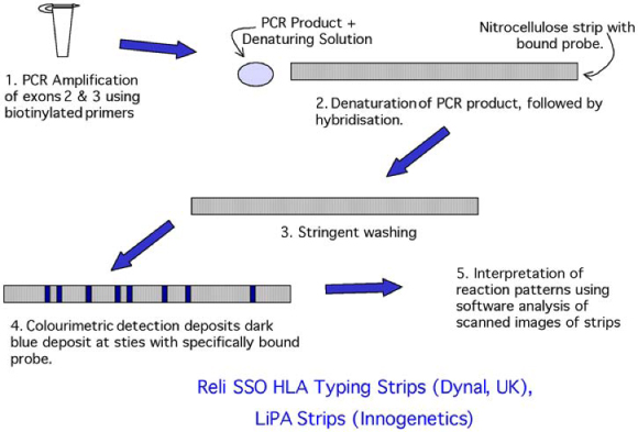 HLA Typing and Its Influence on Organ Transplantation | SpringerLink