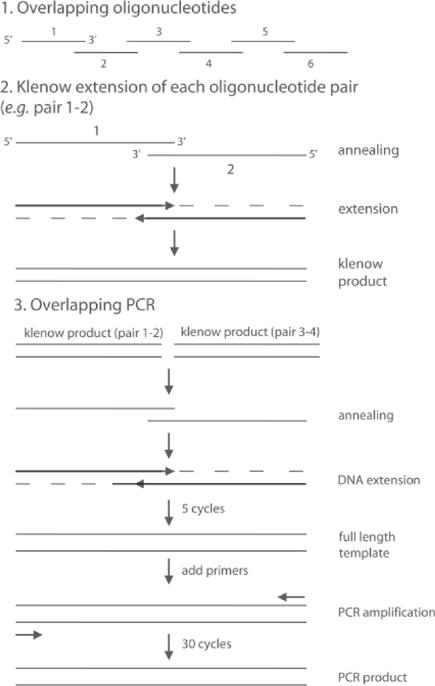 Consensus Design as a Tool for Engineering Repeat Proteins | SpringerLink