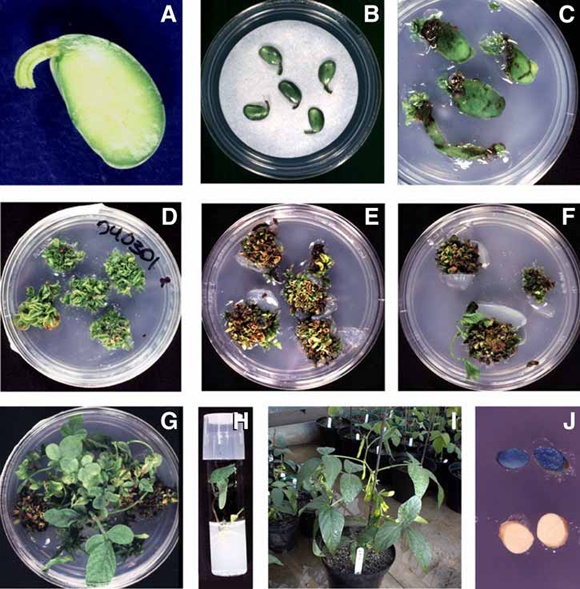 Soybean Glycine Max Transformation Using Mature Cotyledonary Node