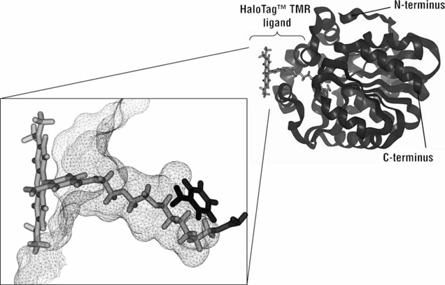 The HaloTag™ | SpringerLink
