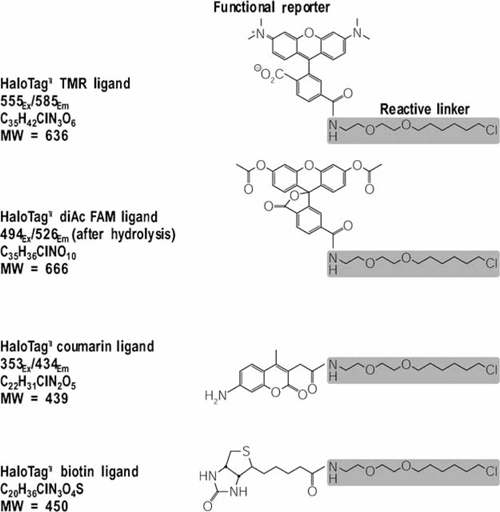 The HaloTag™ | SpringerLink