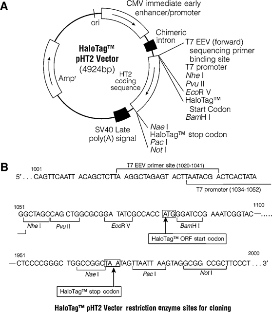 The HaloTag™ | SpringerLink