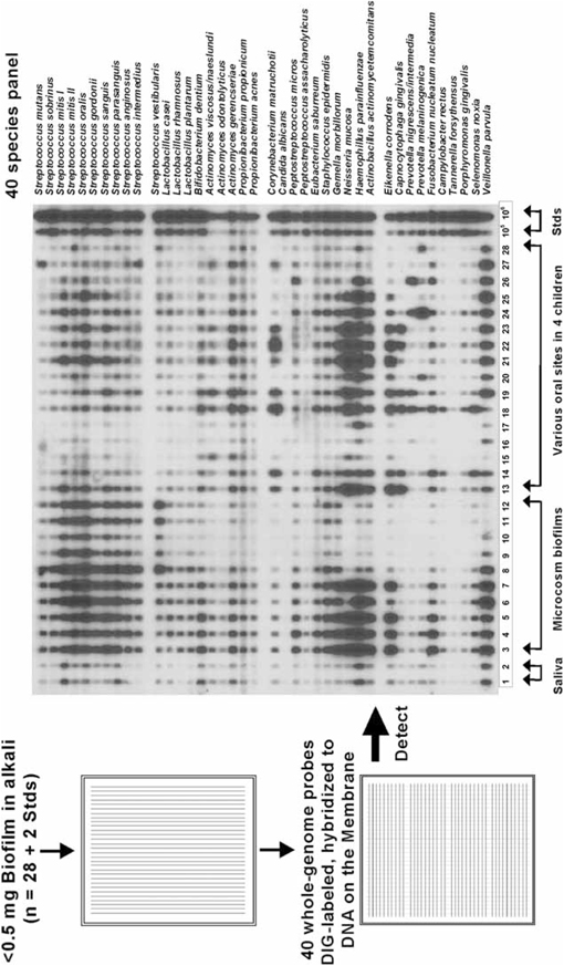 Checkerboard DNA-DNA Hybridization Technology Using Digoxigenin ...