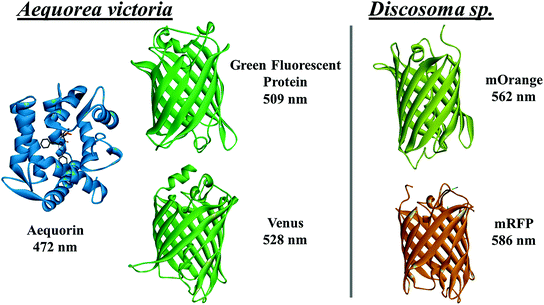 Enabling Aequorin for Biotechnology Applications Through Genetic ...