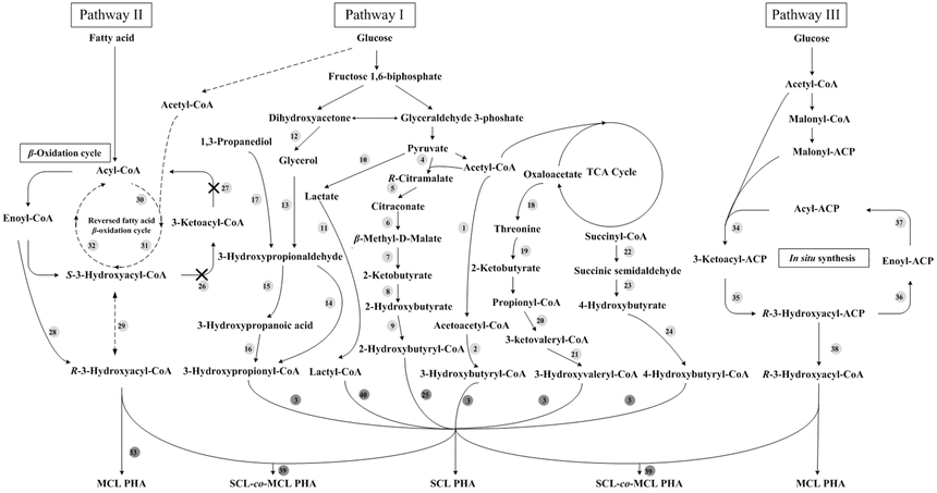 Synthetic Biology of Polyhydroxyalkanoates (PHA) | SpringerLink