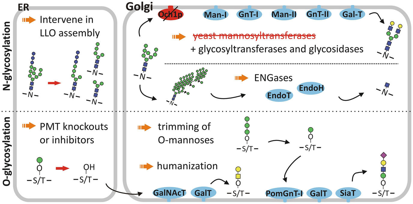 Engineering of Yeast Glycoprotein Expression | SpringerLink