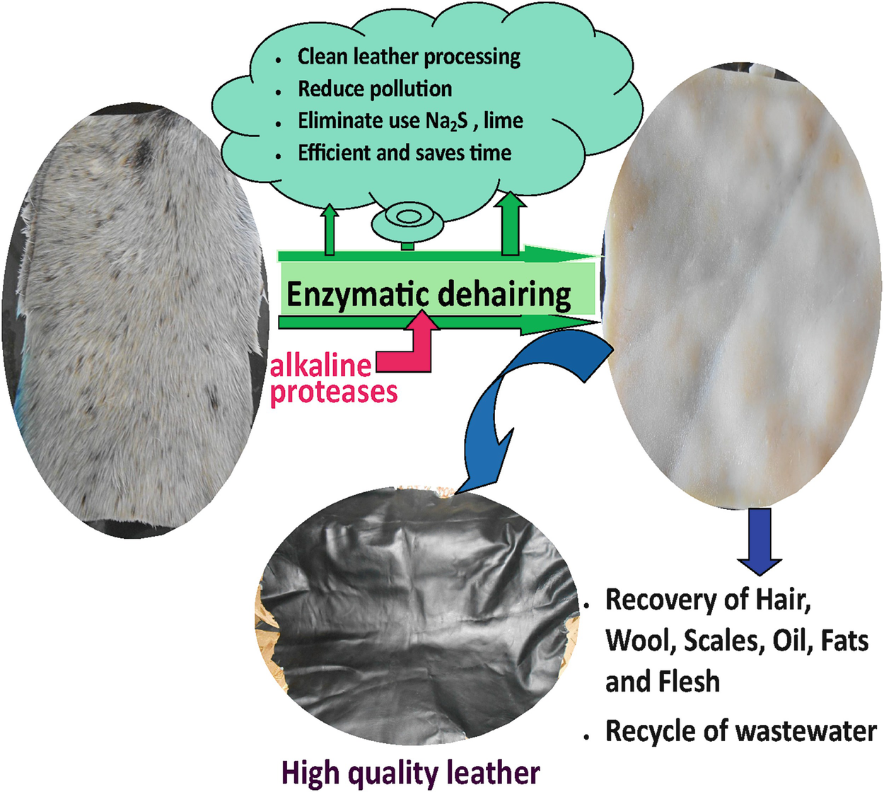 Alkaliphilic Enzymes and Their Application in Novel Leather Processing ...