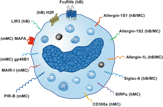 Histamine Release from Mast Cells and Basophils | SpringerLink