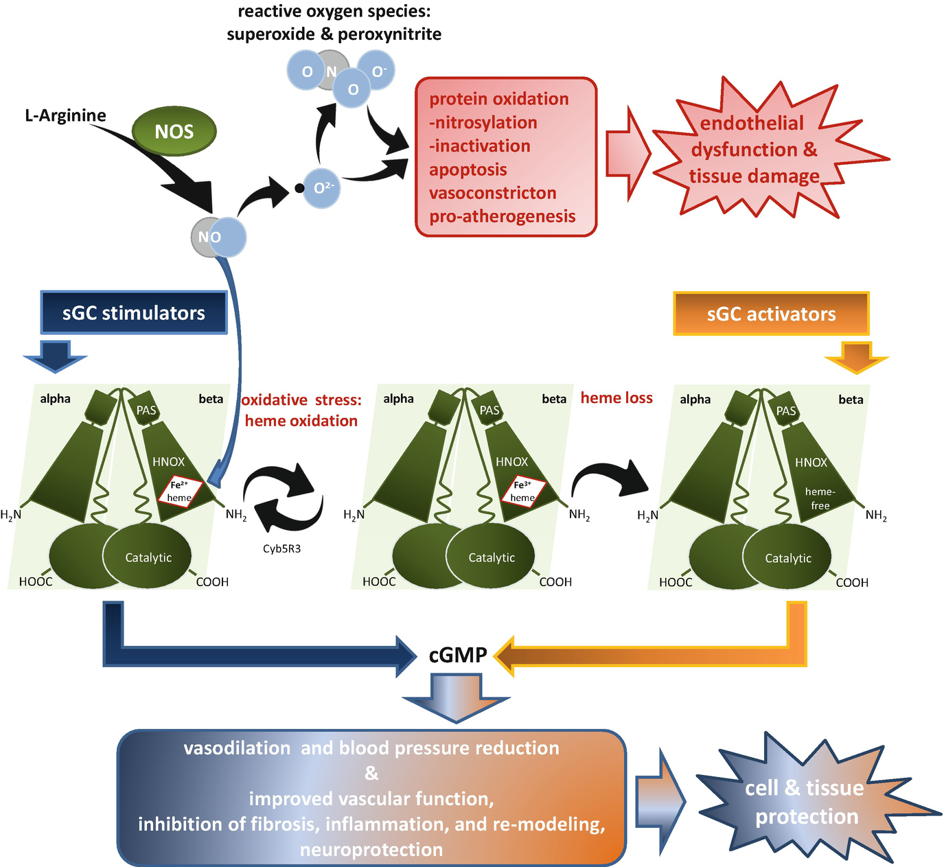 Soluble Guanylate Cyclase Stimulators and Activators | SpringerLink