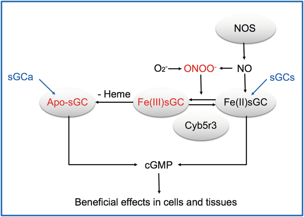Soluble Guanylate Cyclase Stimulators and Activators | SpringerLink