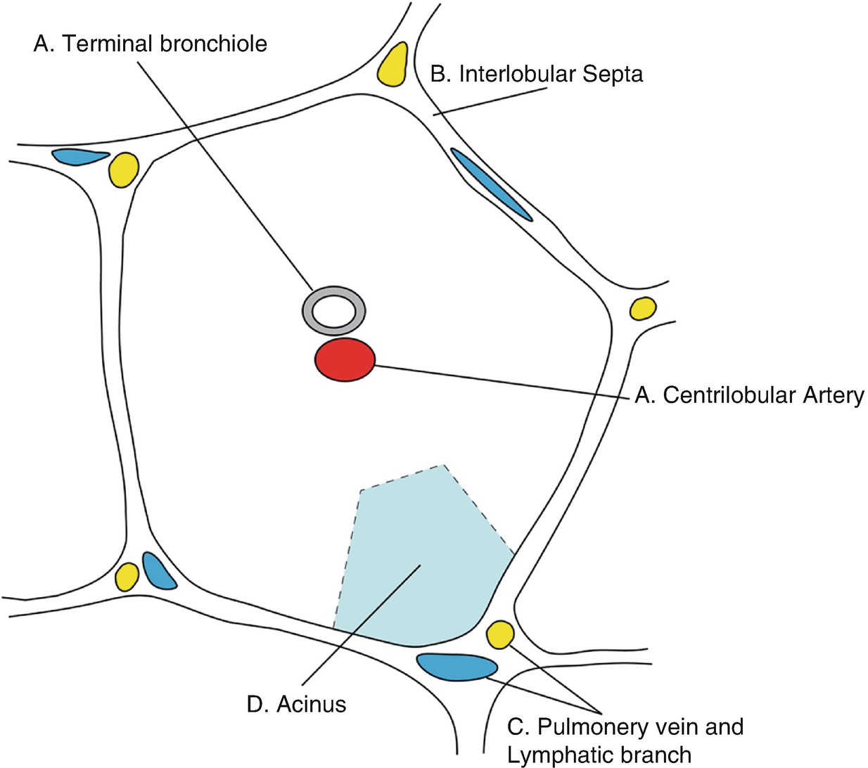 Interstitial Lung Diseases | SpringerLink