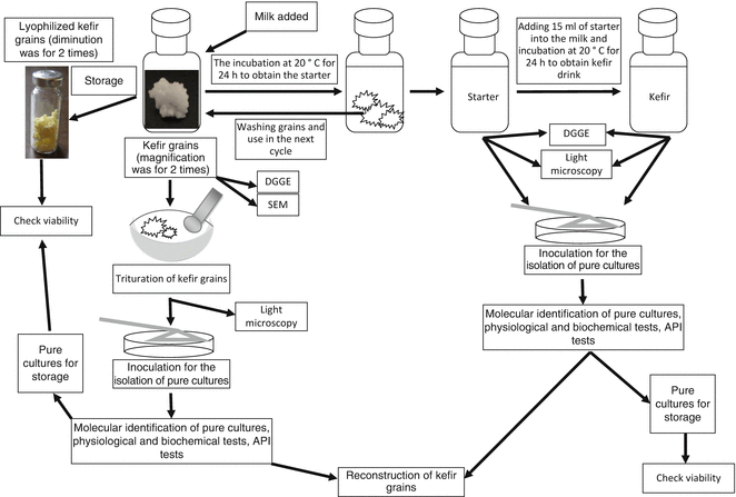 Russian Kefir Grains Microbial Composition and Its Changes during ...