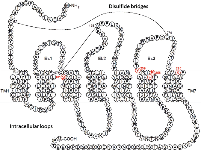 Structure, Pharmacology and Roles in Physiology of the P2Y12 Receptor ...