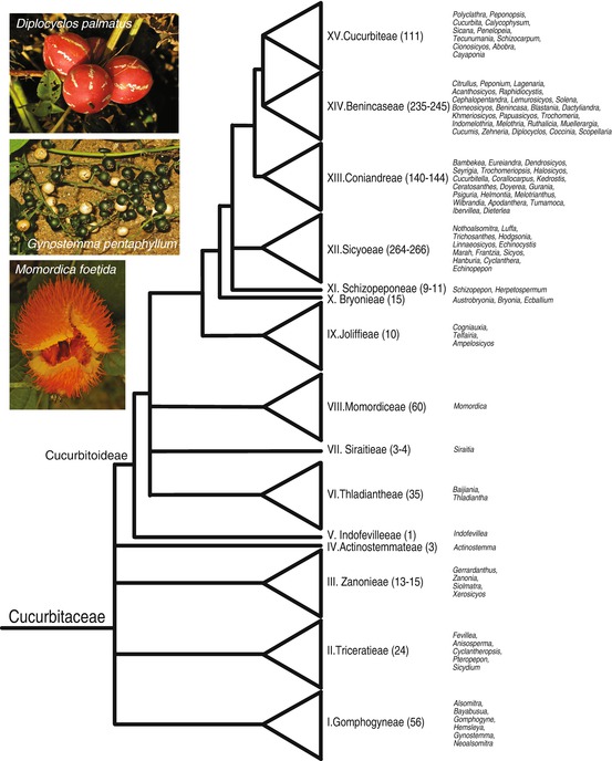 Phylogeny and Evolution of the Cucurbitaceae | SpringerLink