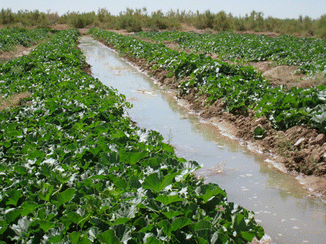 Cultivation and Uses of Cucurbits | SpringerLink