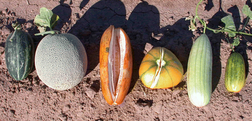 Cultivation and Uses of Cucurbits | SpringerLink