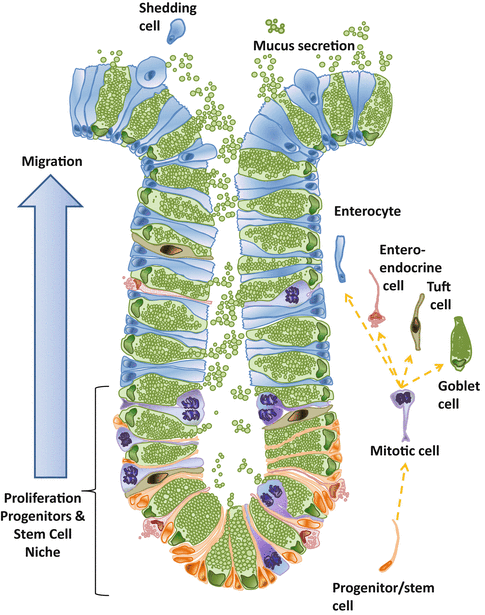 A Human Colonic Crypt Culture System to Study Regulation of Stem Cell ...