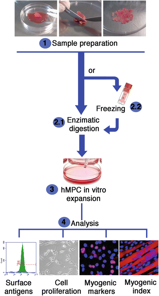 Isolation and Expansion of Muscle Precursor Cells from Human Skeletal ...