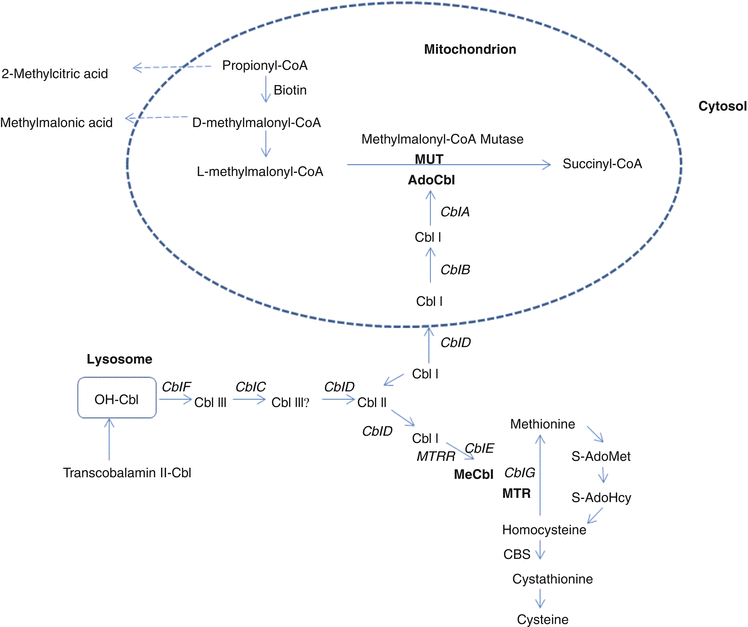 Simple, Fast, and Simultaneous Detection of Plasma Total Homocysteine ...