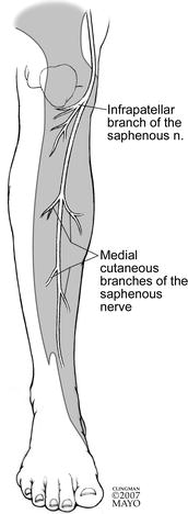 Peripheral Nerve Entrapment and Compartment Syndromes of the Lower Leg ...