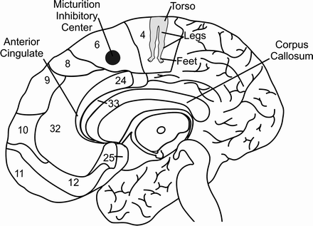 Frontal Lobe/Executive Functioning | SpringerLink