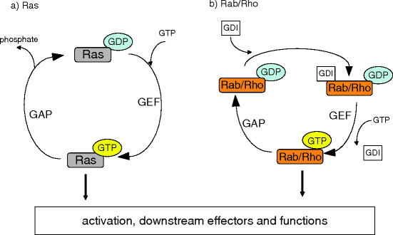Ras-Superfamily GTP-ases in Ovarian Cancer | SpringerLink