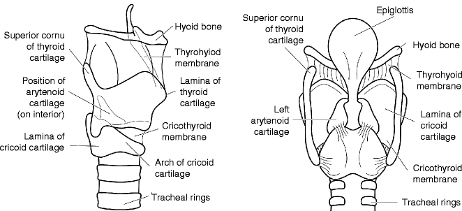 Pharynx and Larynx | SpringerLink