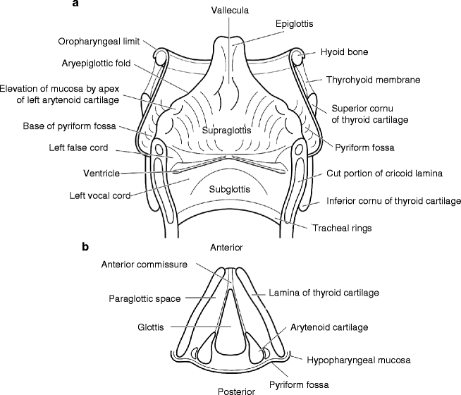 Pharynx and Larynx | SpringerLink
