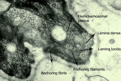Normal Cutaneous Histology | SpringerLink