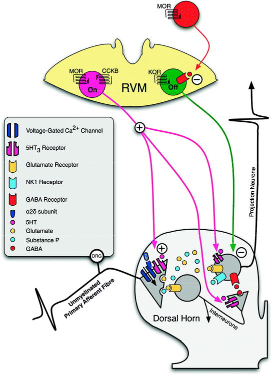Descending Modulation of Pain | SpringerLink