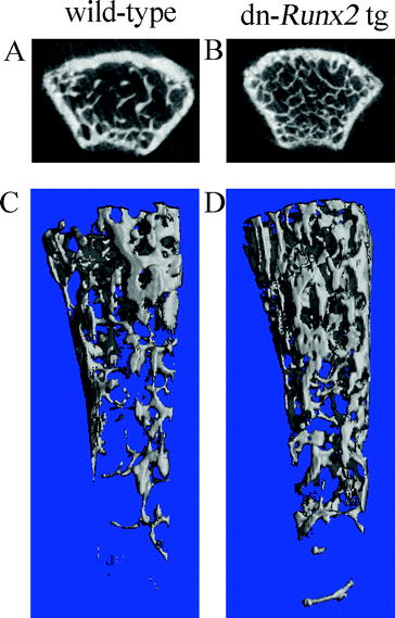 Regulation of Osteoblast Differentiation by Runx2 | SpringerLink