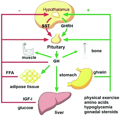 Endocrine Control and Regulation of Growth Hormone: An Overview ...