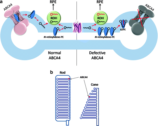 The ATP-Binding Cassette Transporter ABCA4: Structural and Functional ...