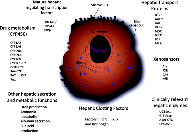 Hepatocytes | SpringerLink