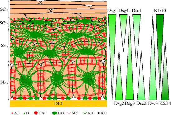 Mechanobiology of Epidermal Keratinocytes: Desmosomes, Hemidesmosomes ...